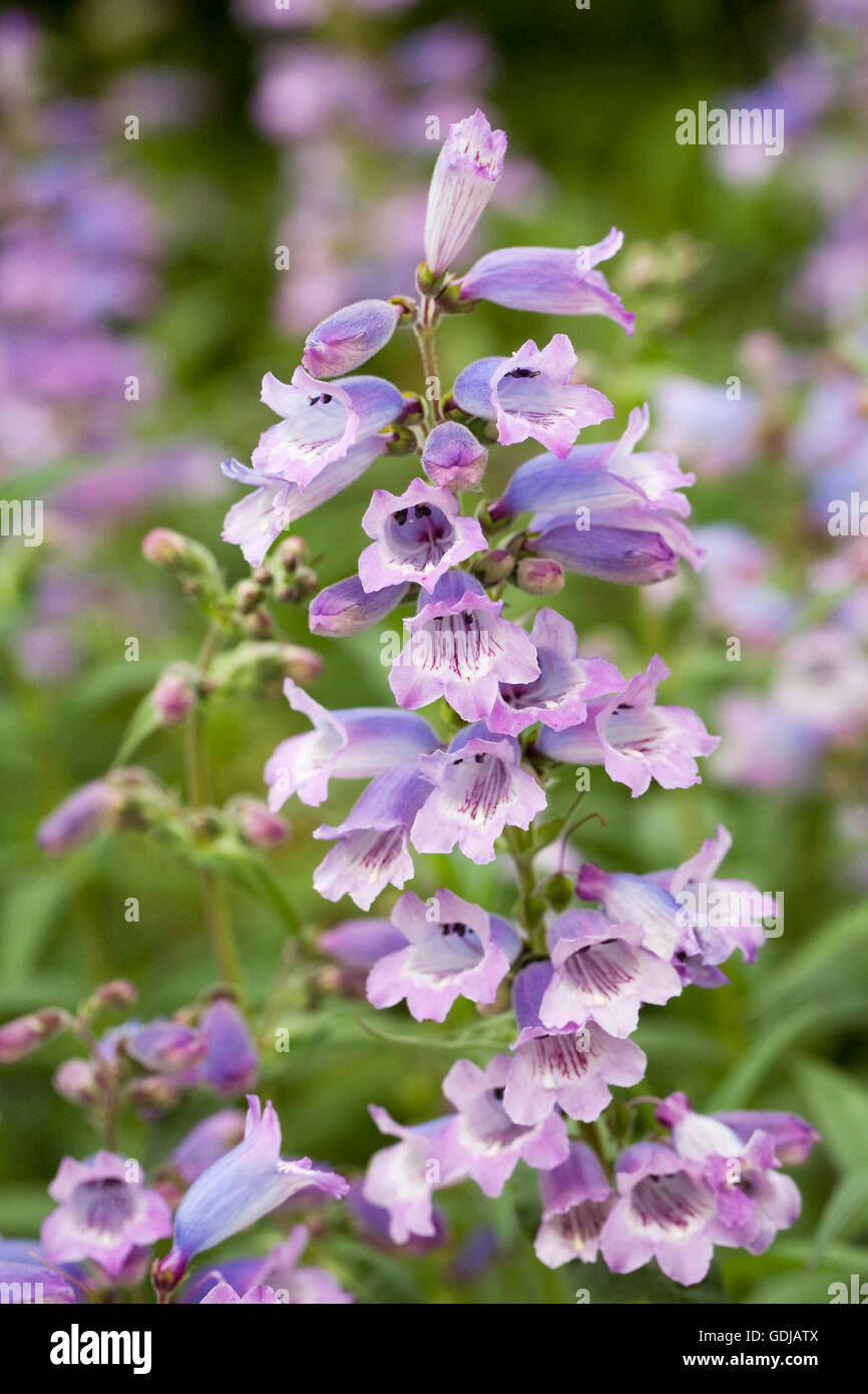 Penstemon margery fish hi-res stock photography and images - Alamy