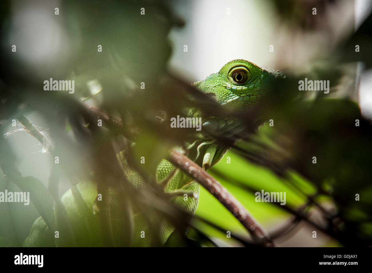 Green iguana camouflaged in a green hedge in South Beach, Miami ...
