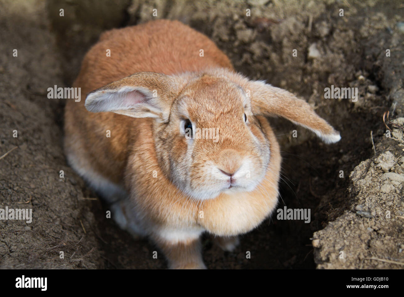 Cinnamon brown funny bunny rabbit with floppy ears Stock Photo - Alamy