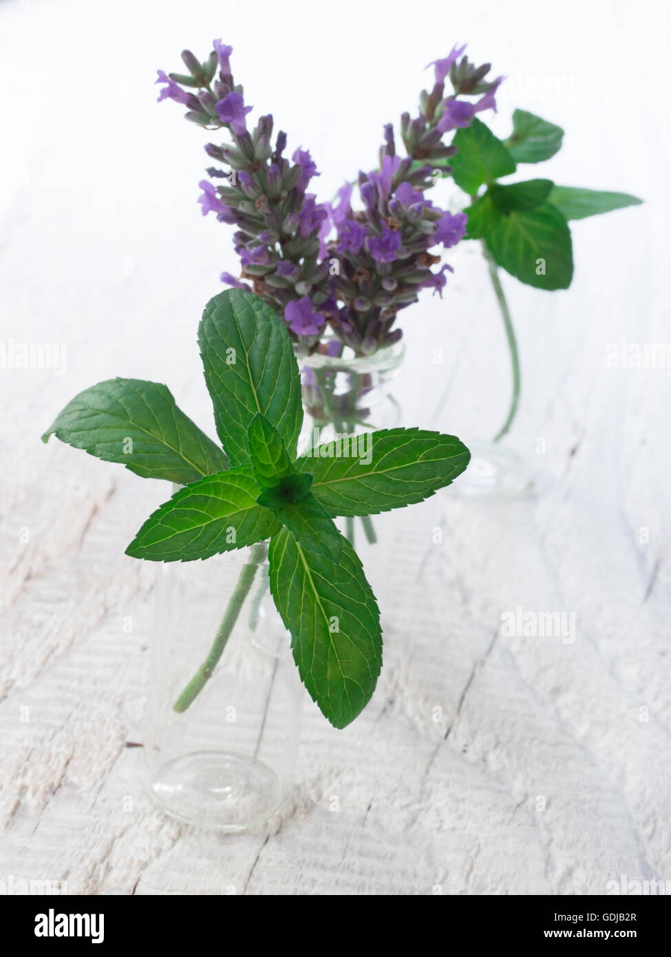Lavender flower flowers hi-res stock photography and images - Alamy
