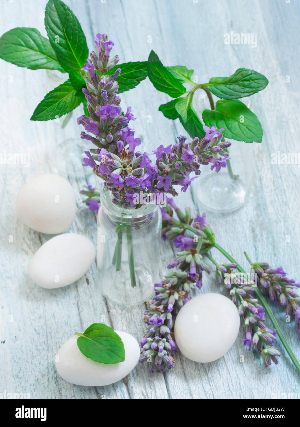 Healthy lavender plant hi-res stock photography and images - Alamy