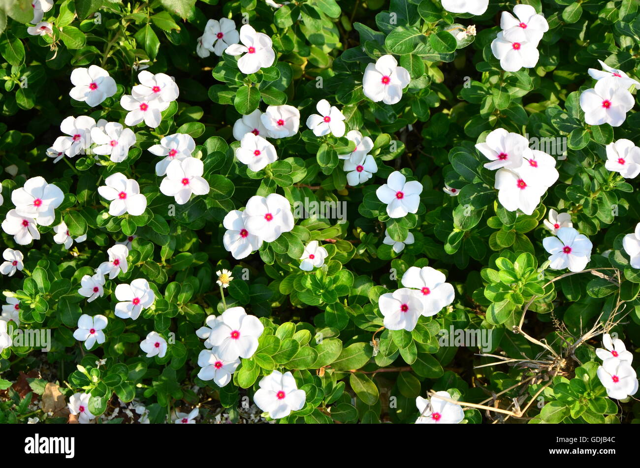 Sadafuli hi-res stock photography and images - Alamy