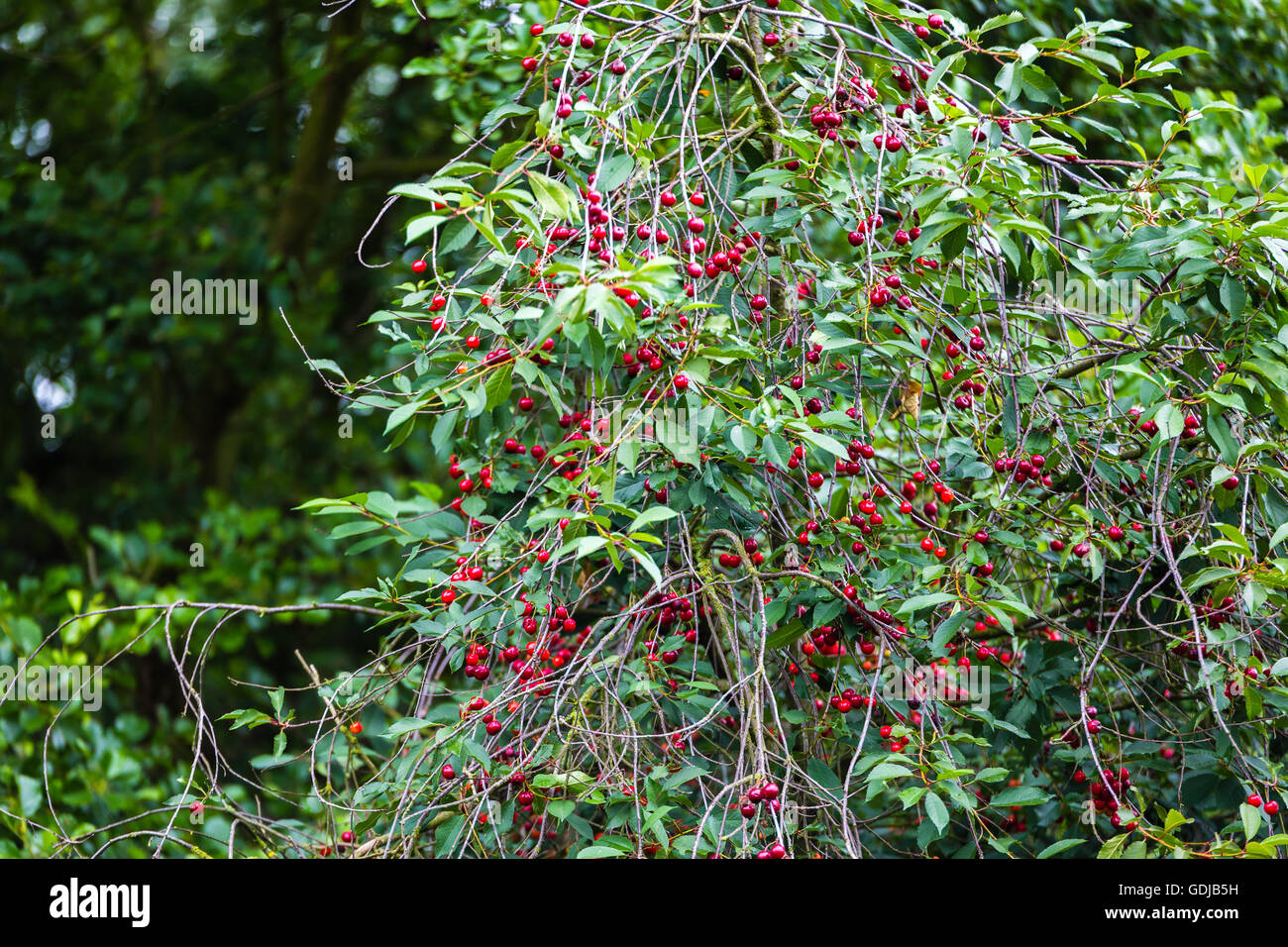 Cherry Cherry tree in summer Stock Photo - Alamy