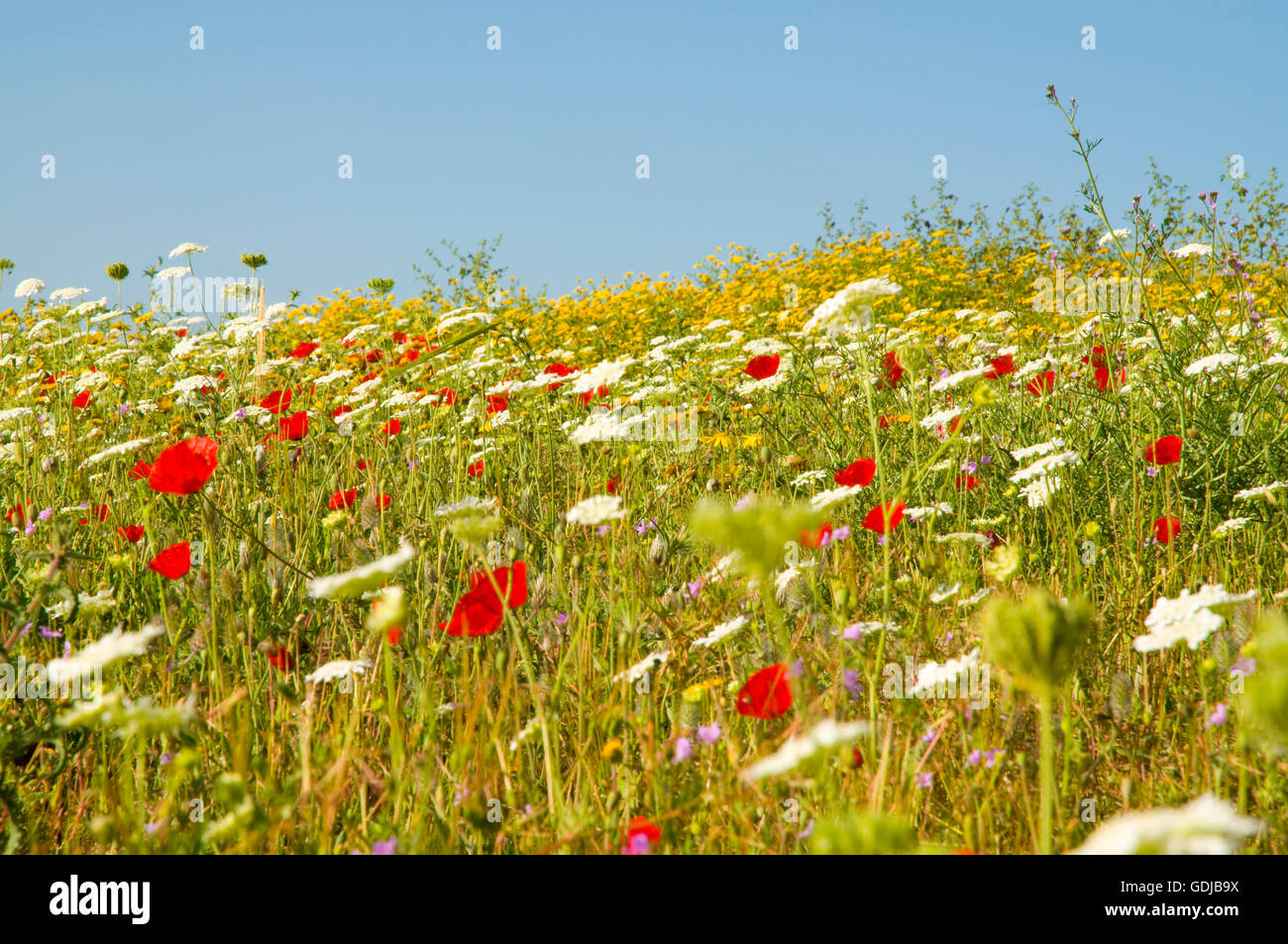 Colorful Mixed wild flowers field Stock Photo - Alamy