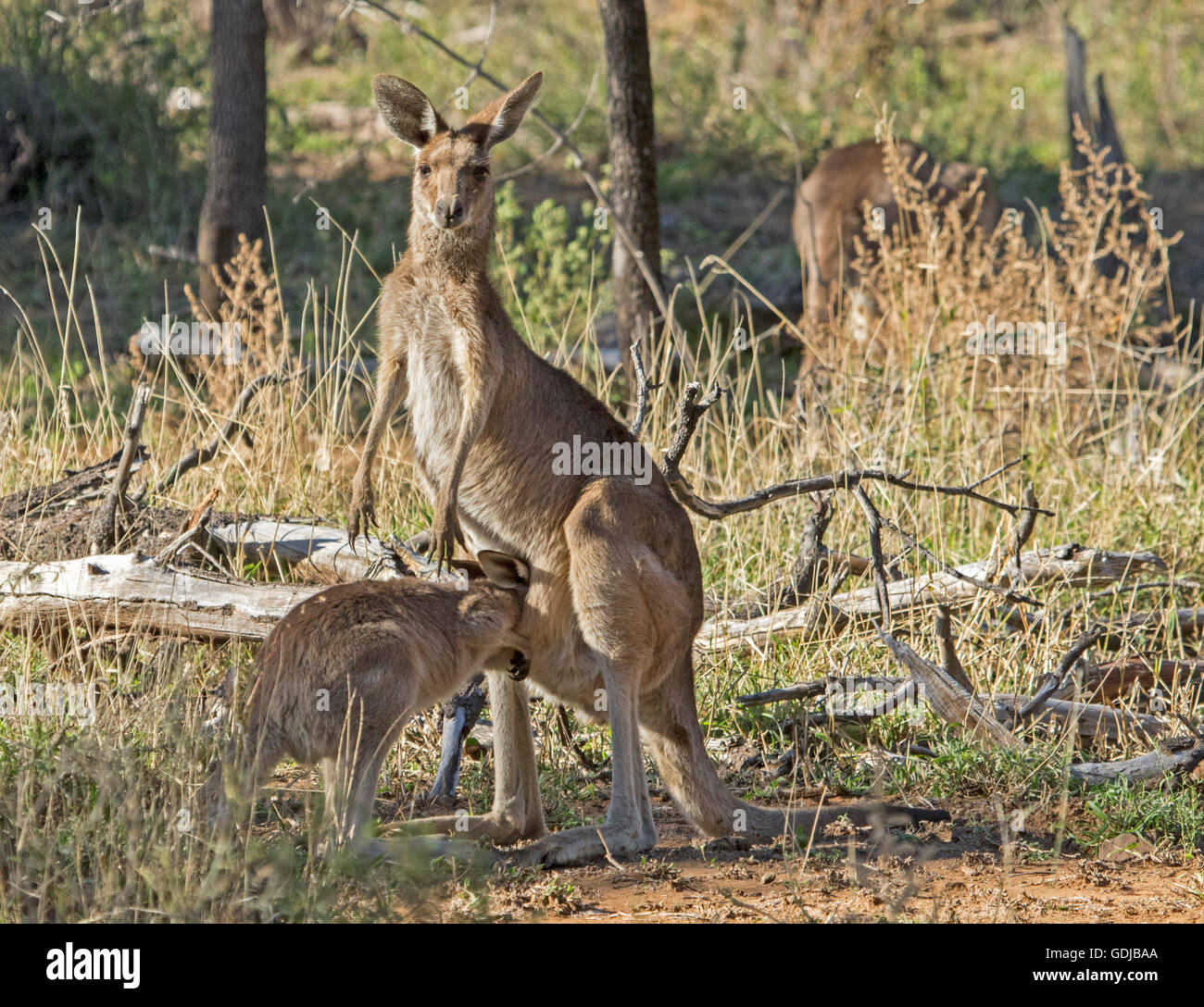 Kangaroo feeding hi-res stock photography and images - Alamy