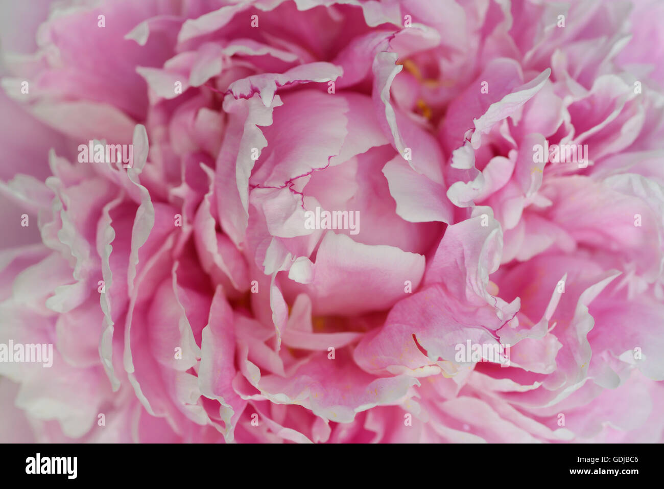 Peony flower hi-res stock photography and images - Alamy