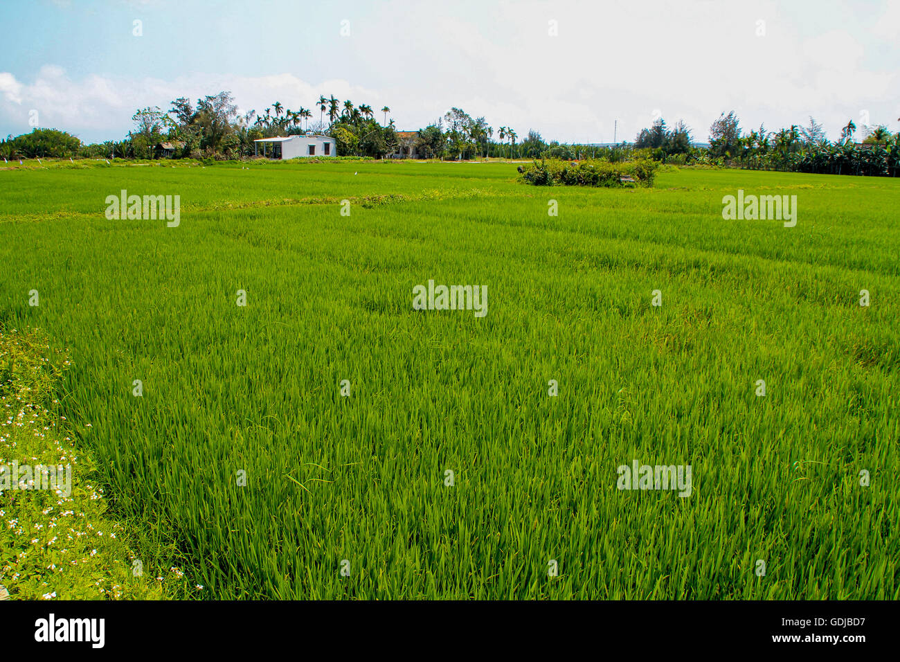 Rice paddy field in Asia Stock Photo - Alamy