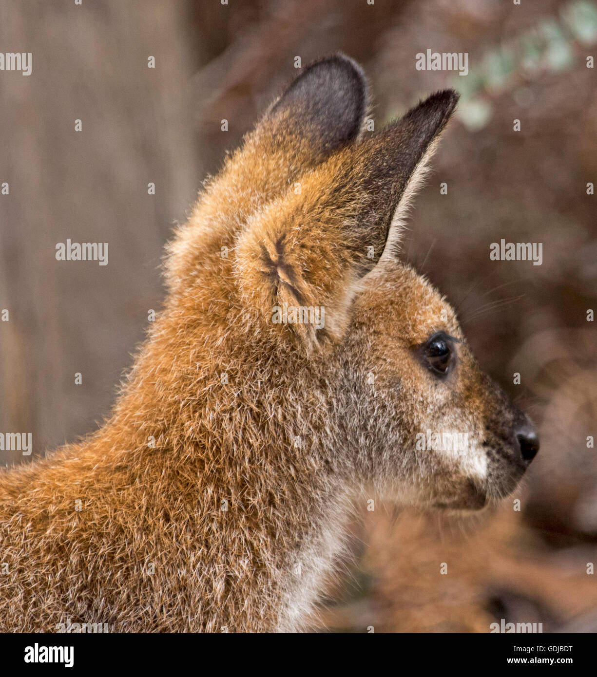 Bennett Wallaby