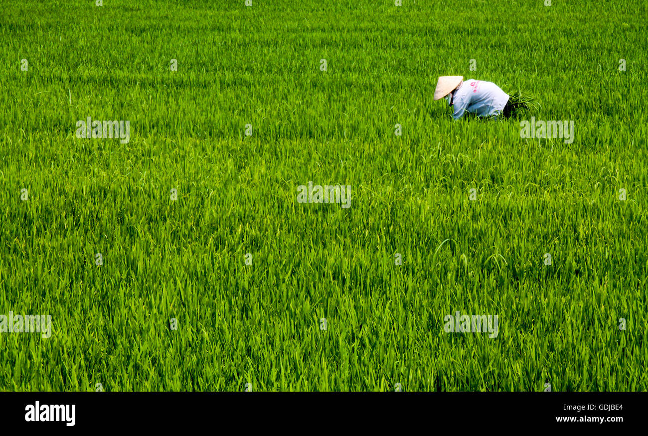 Cone asian rice hi-res stock photography and images - Alamy