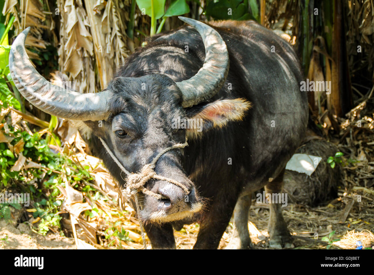Buffalo tour hi-res stock photography and images - Alamy