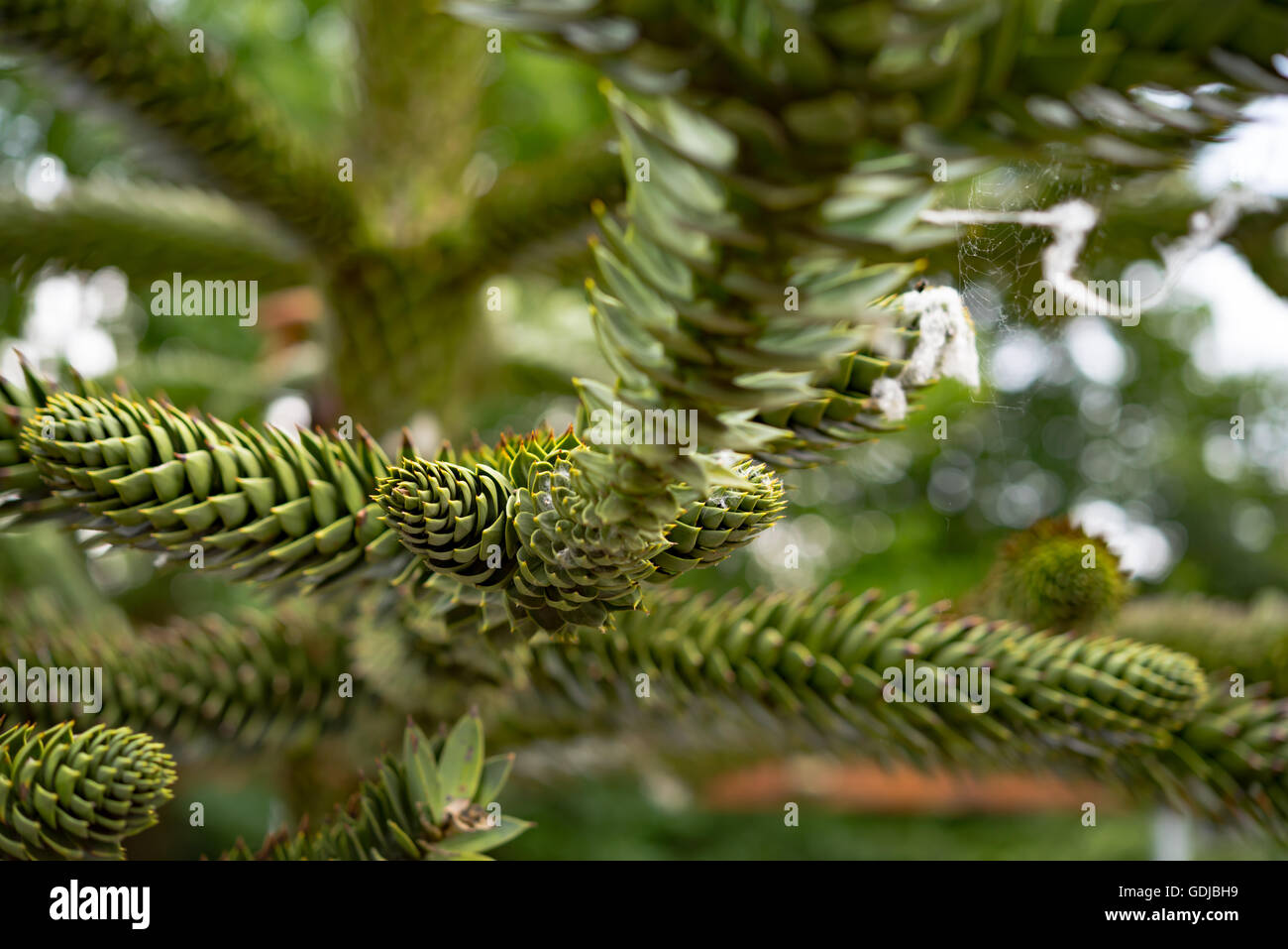 The wonders of nature under a macro lens Stock Photo - Alamy