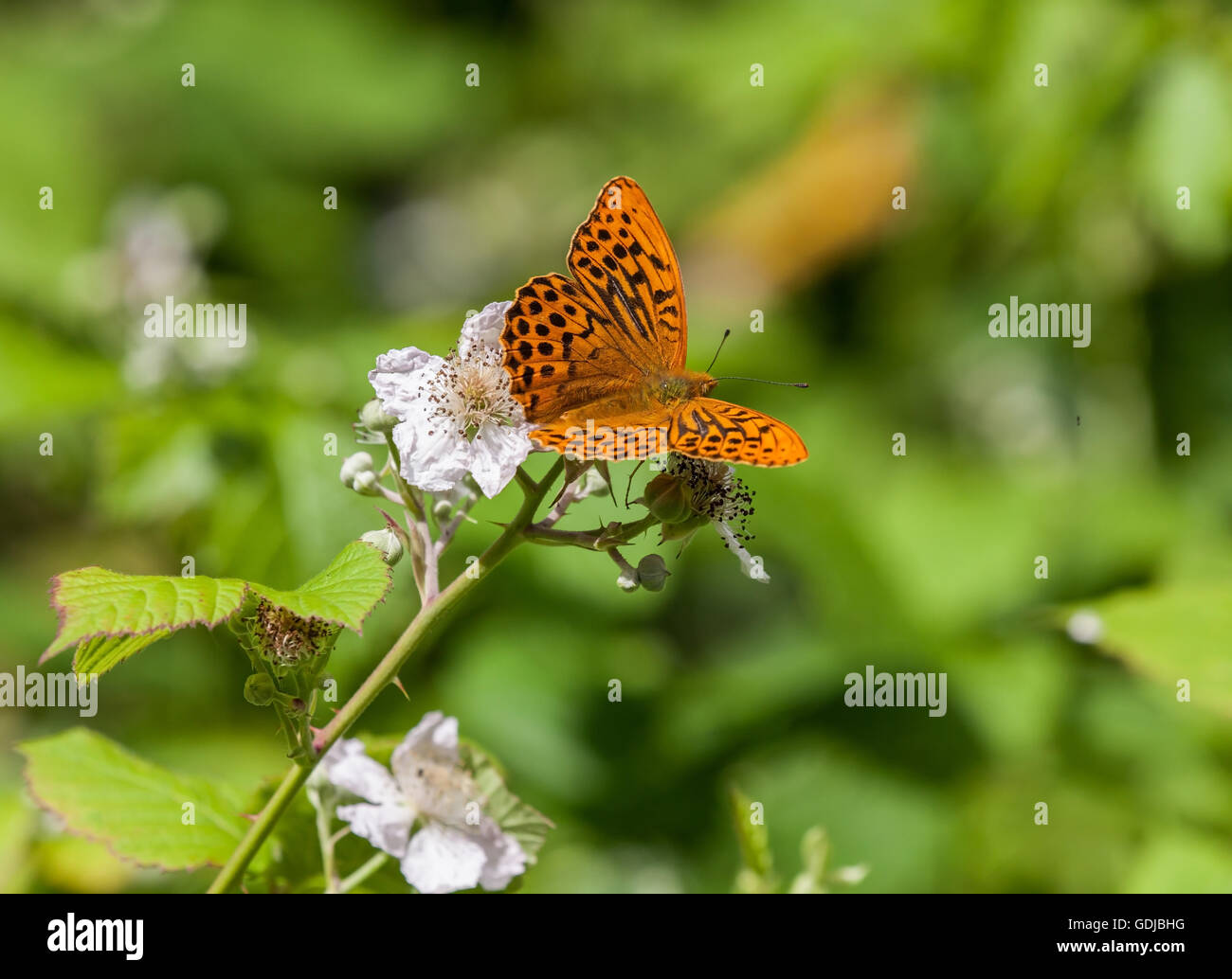 Silver washed fritillary hi-res stock photography and images - Alamy