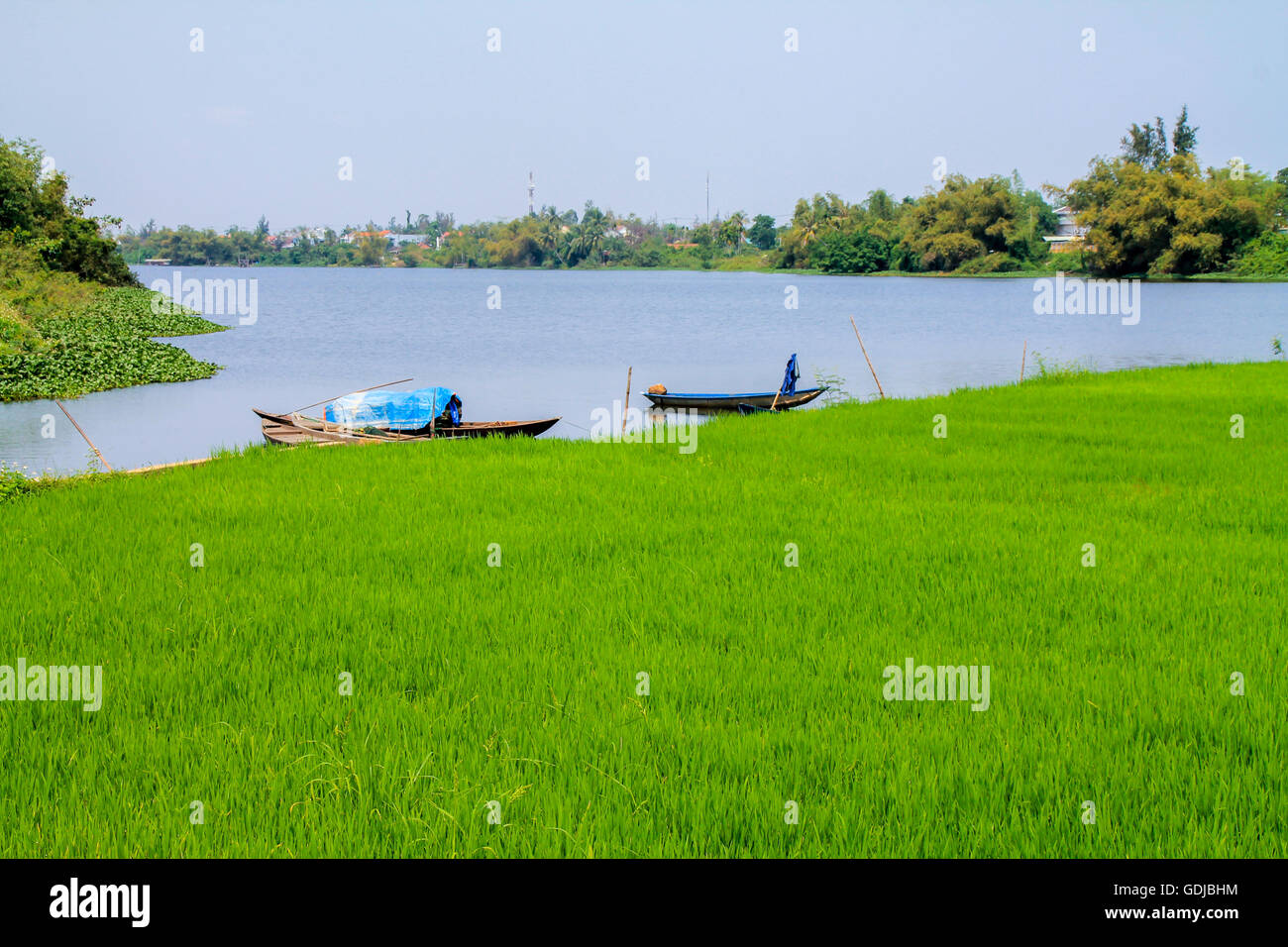 Vietnamese rice field with fishing boats in rural river Stock Photo - Alamy