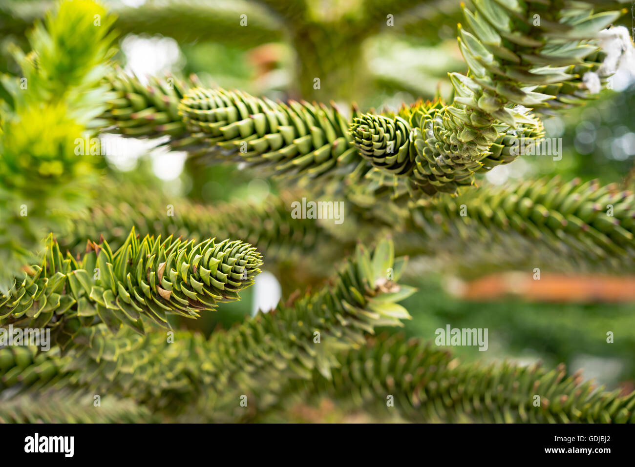 Its a macro lens hi-res stock photography and images - Alamy