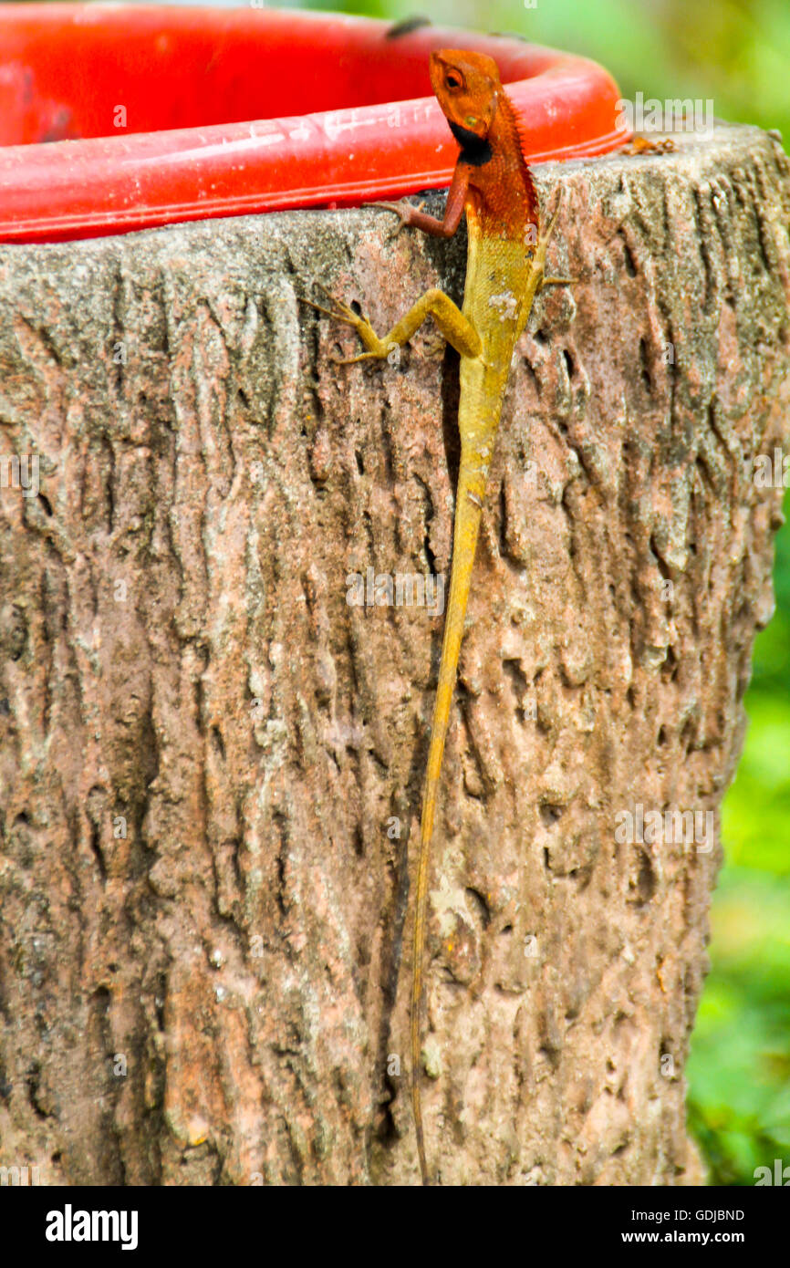 Long Lizard with red head and torso Stock Photo - Alamy