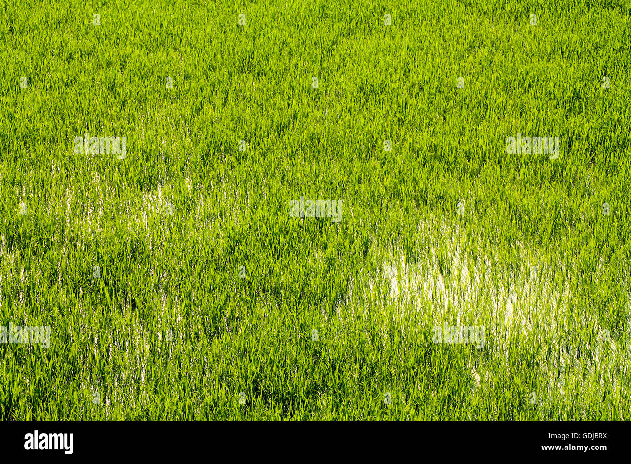 Rice water management hi-res stock photography and images - Alamy