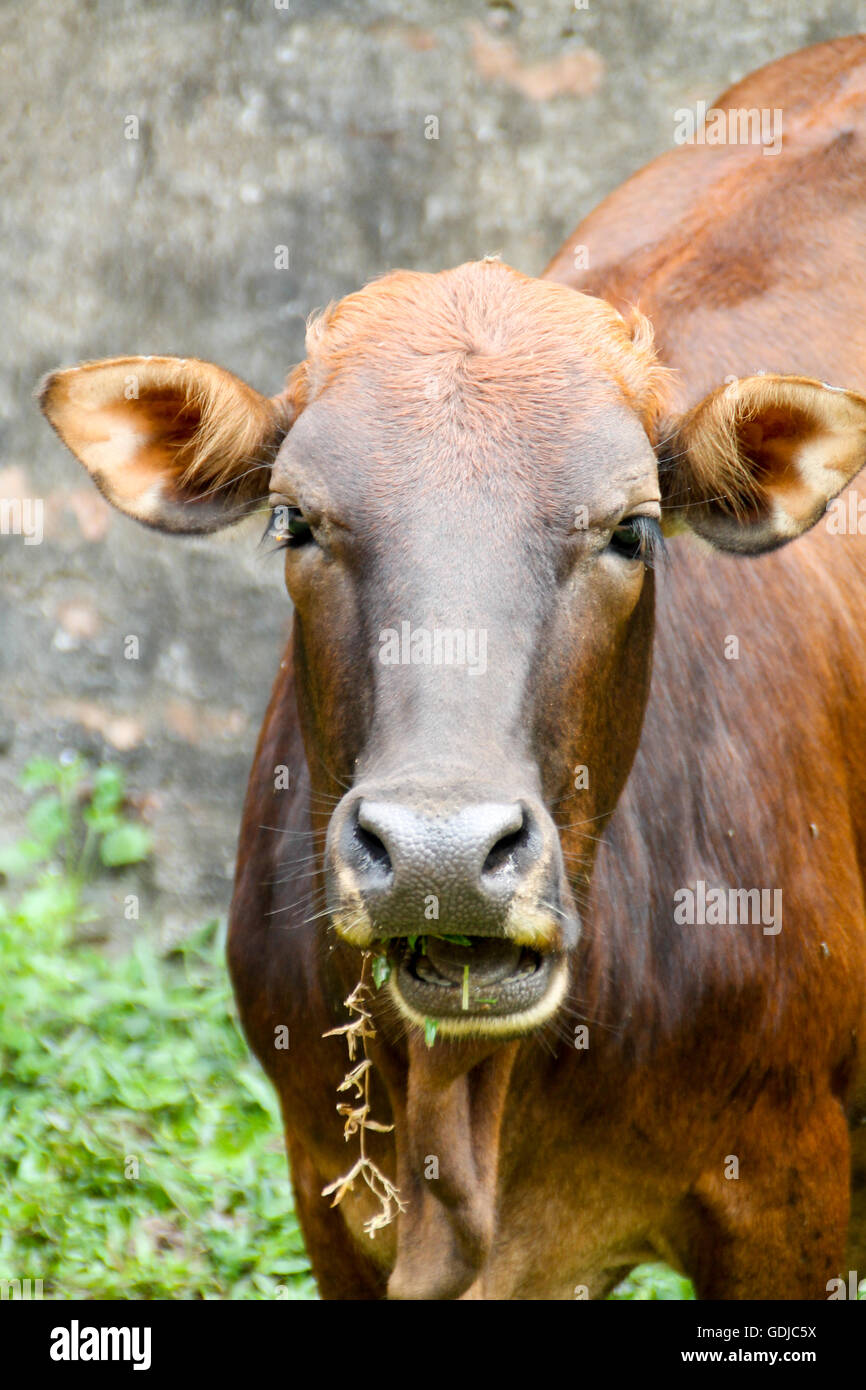 Close up of cow eating grass Stock Photo - Alamy
