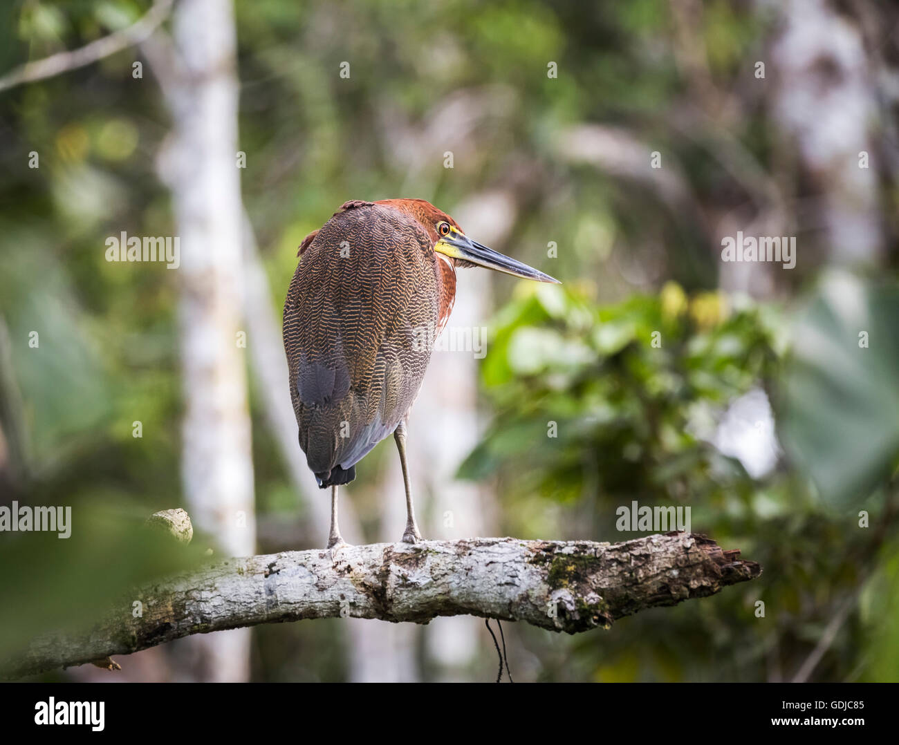 Rufescent tiger heron (Tigrisoma lineatum) in the Amazonian tropical ...