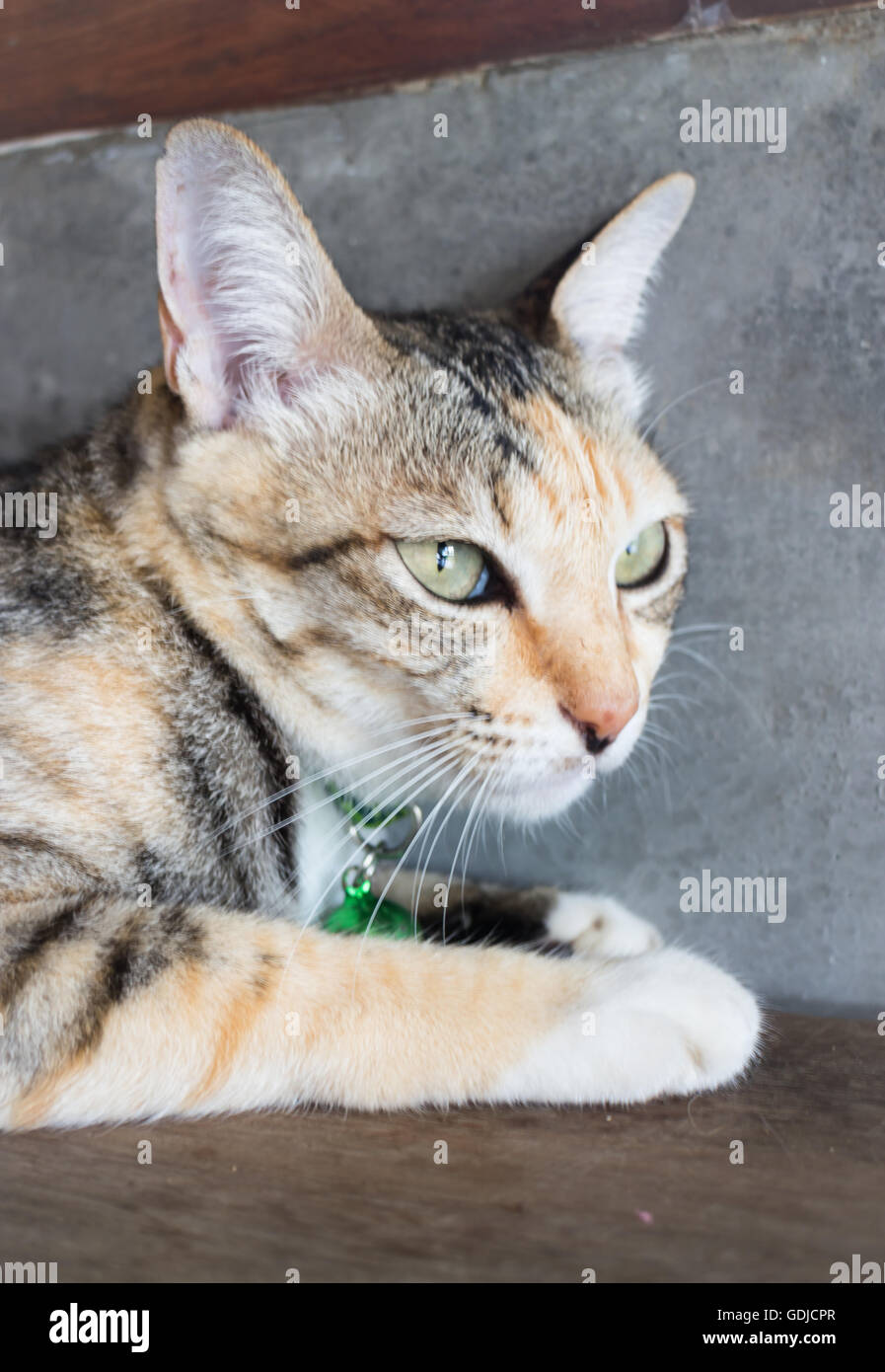 Cat lying down relaxing at home,stock photo Stock Photo - Alamy