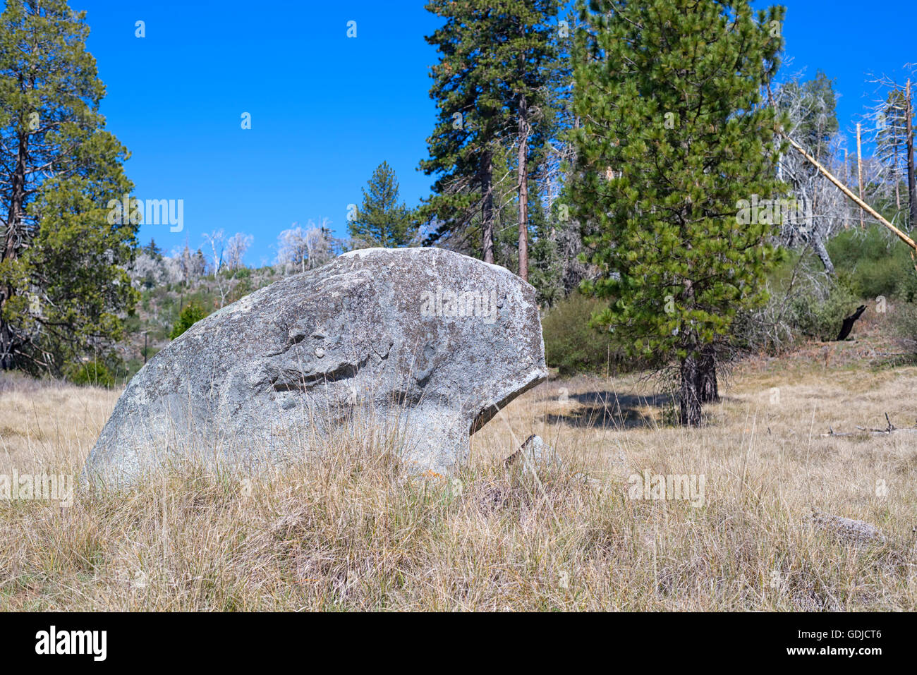 Tree in meadow stone hi-res stock photography and images - Alamy