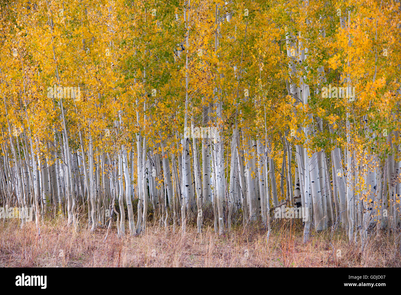 Colorful yellow autumn aspen trees in Utah mountains Stock Photo - Alamy