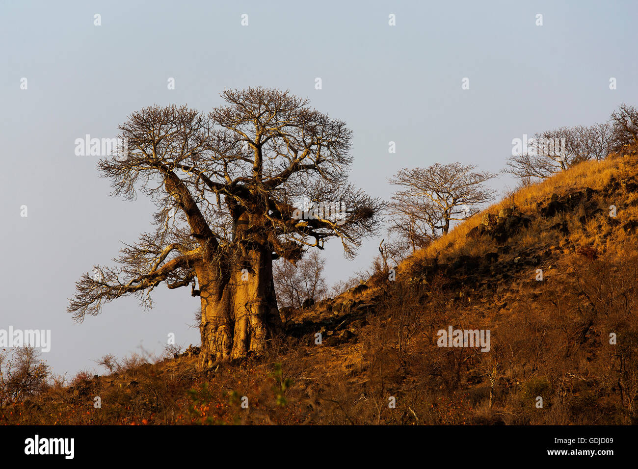 Mopani tree hi-res stock photography and images - Alamy