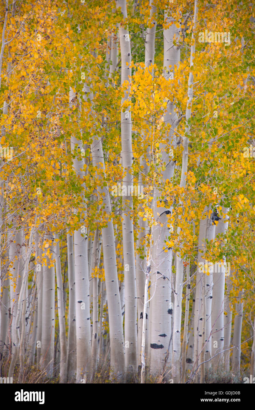 Aspen tree trunks fall colors hi-res stock photography and images - Alamy