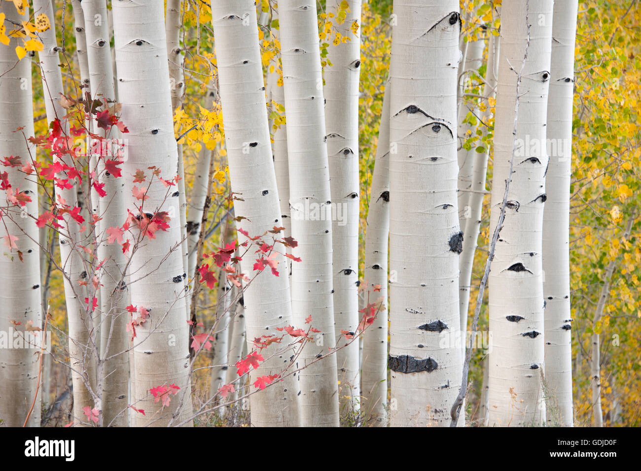 Aspen grove with maple trees in the Wasatch Mountains of Utah during ...