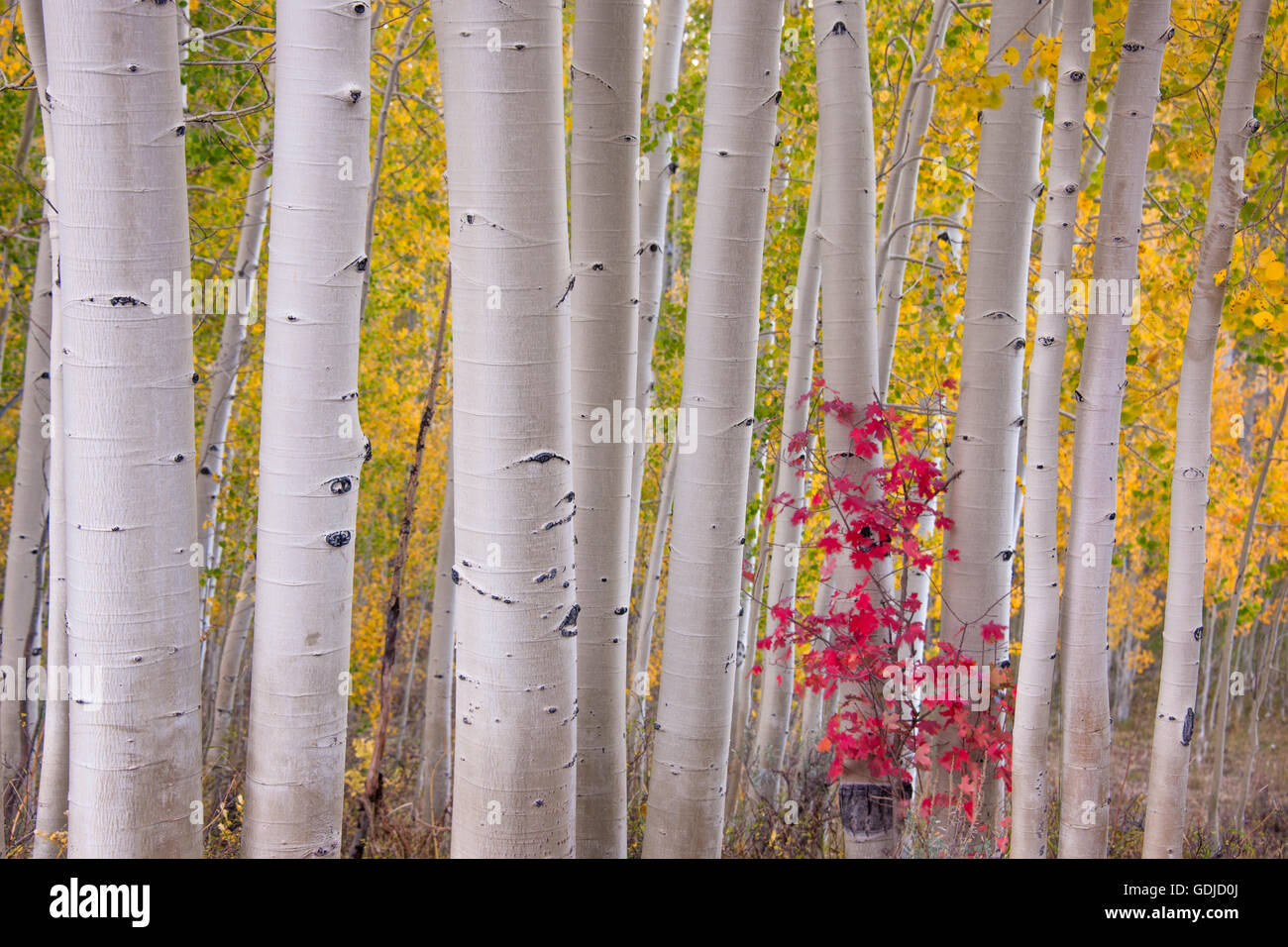 Aspen grove with maple trees in the Wasatch Mountains of Utah during ...