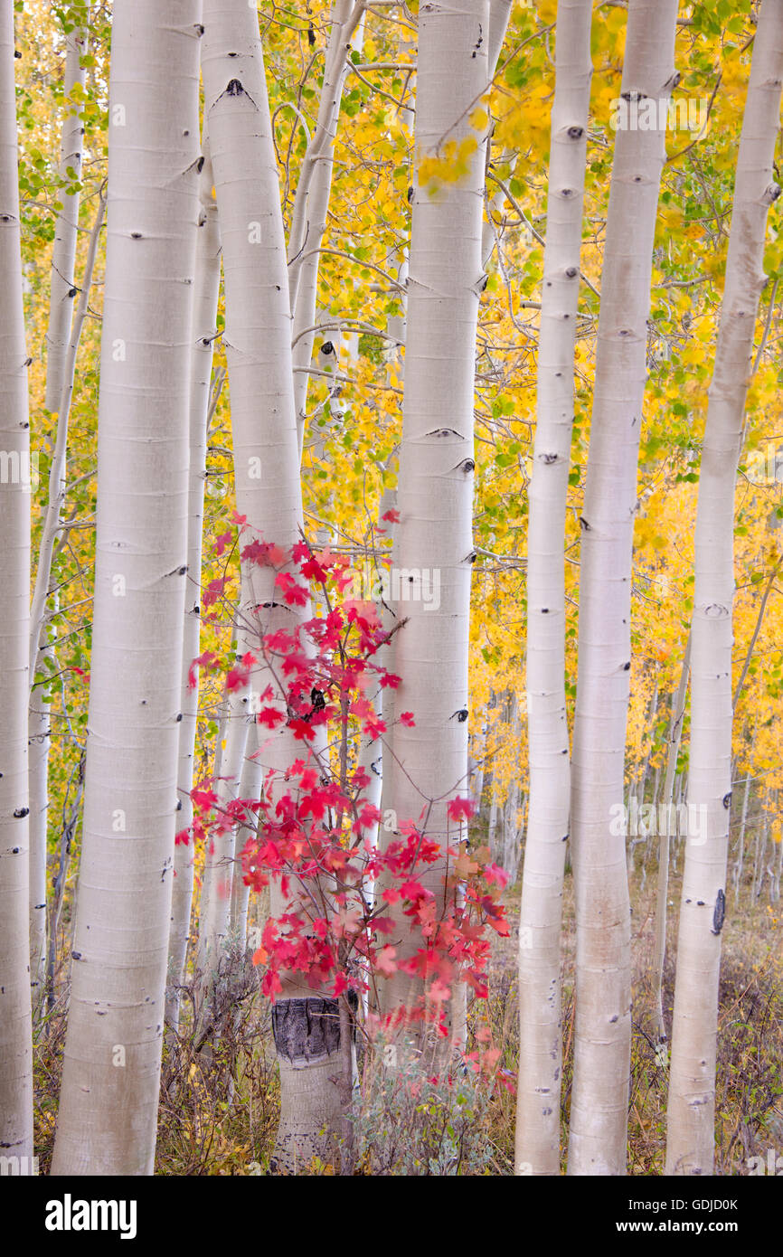 Maple trees in wasatch mountains hi-res stock photography and images ...