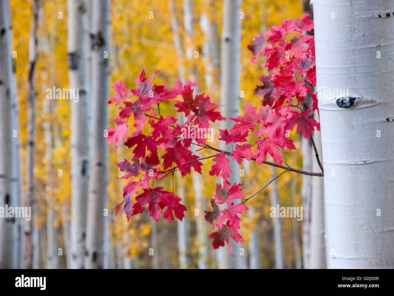 Maple trees in wasatch mountains hi-res stock photography and images ...