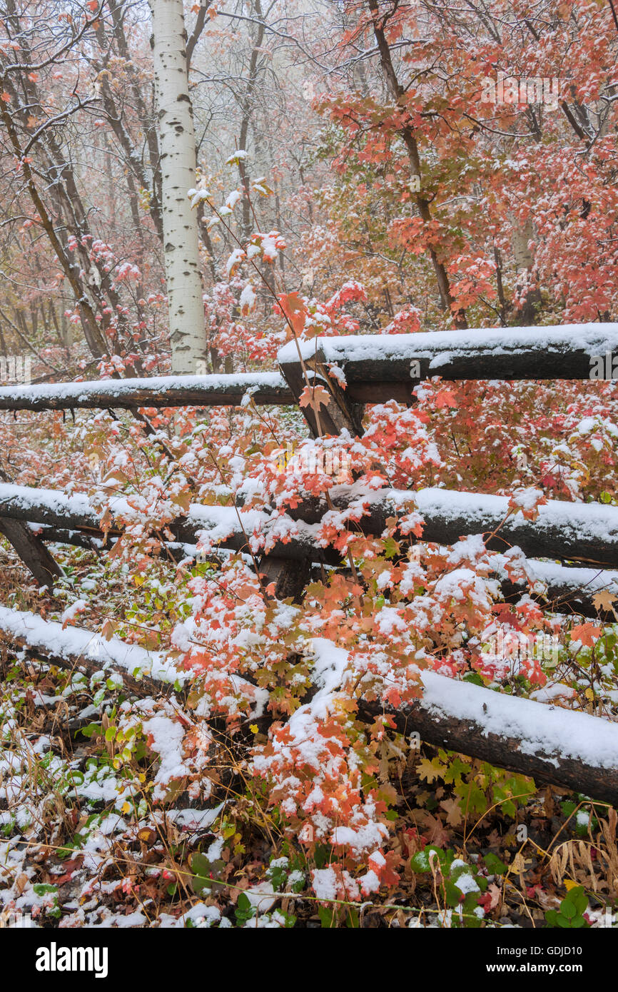 Fall leaves wasatch mountains hi-res stock photography and images - Alamy