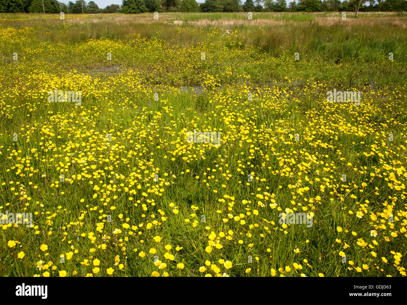 Wildflowers on Mellis Common the largest area of unfenced Medieval ...