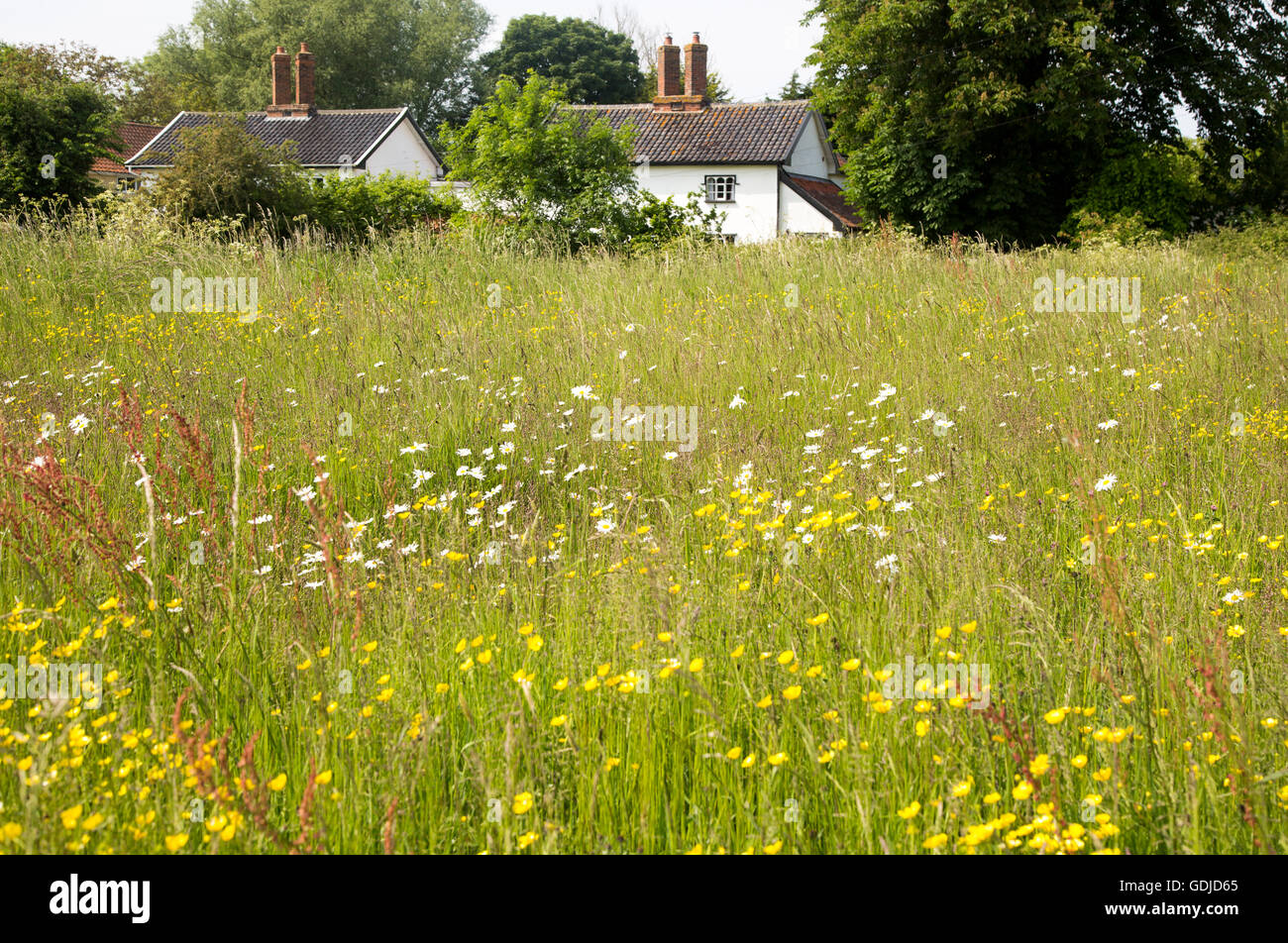Wildflowers on Mellis Common the largest area of unfenced Medieval ...