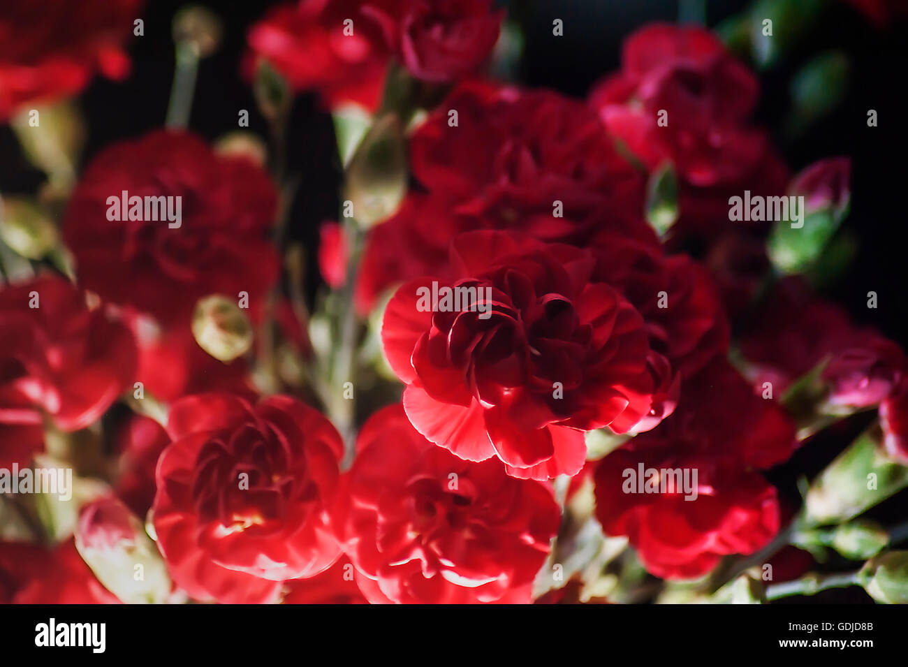 Clove color hi-res stock photography and images - Alamy