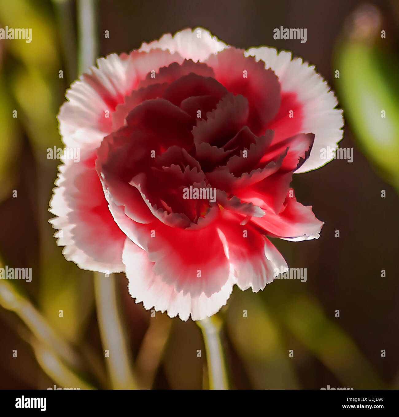 White light clove hi-res stock photography and images - Alamy