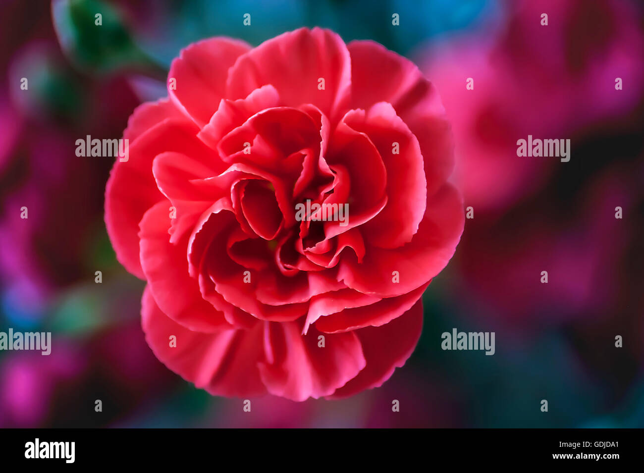 Clove bloom hi-res stock photography and images - Alamy