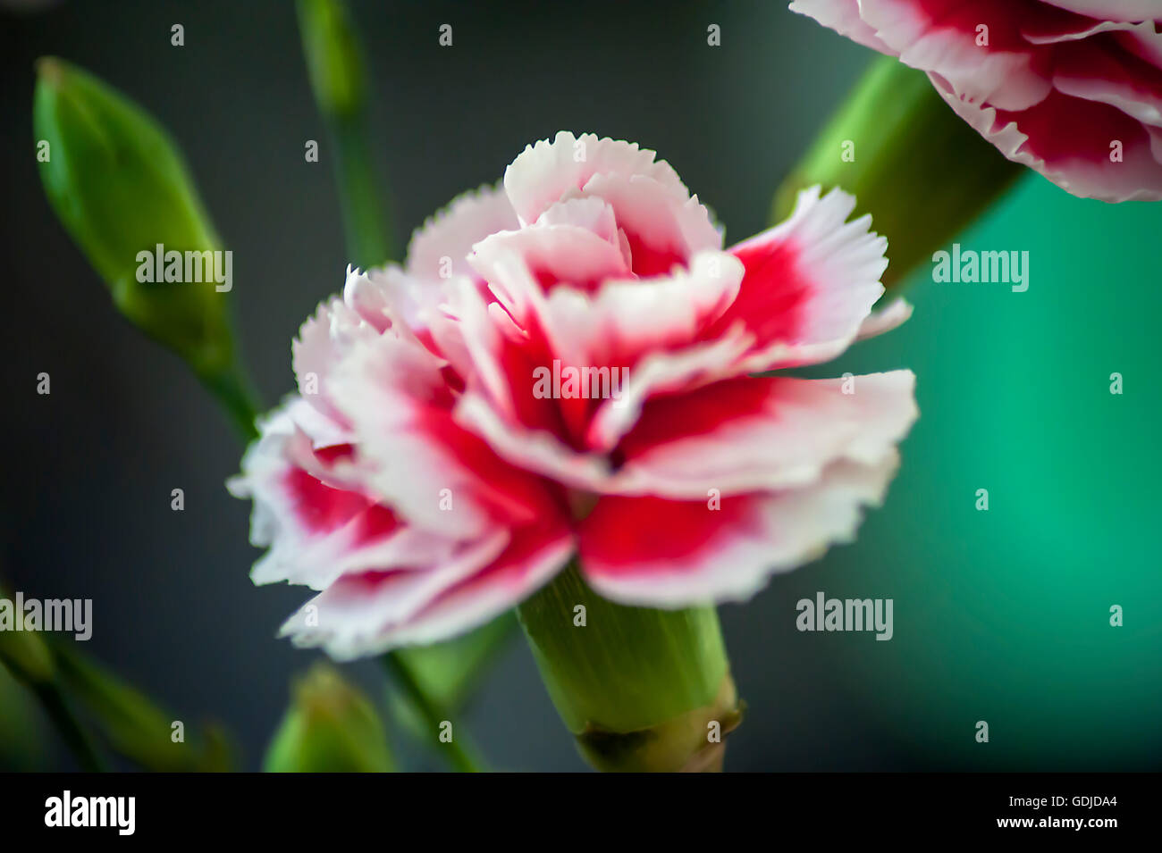 Clove pink hi-res stock photography and images - Alamy