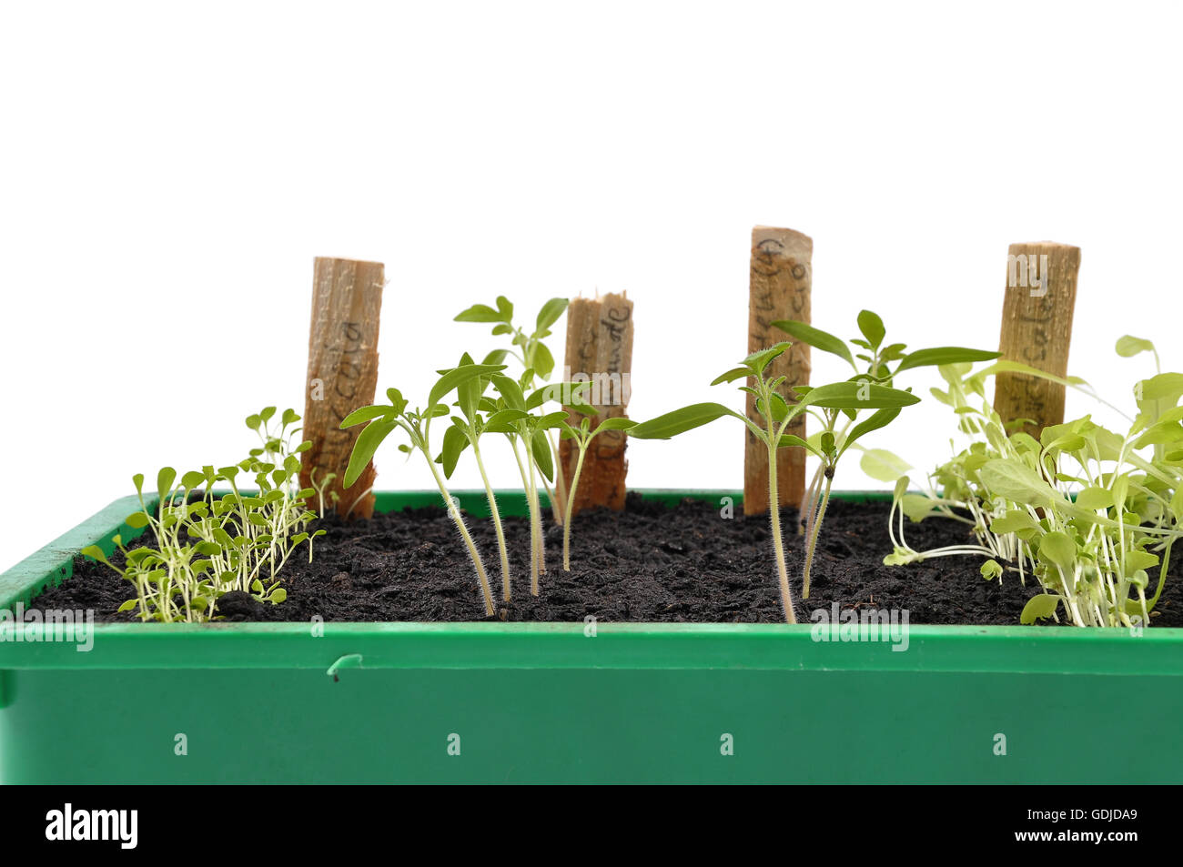 Capsicum seedling hi-res stock photography and images - Alamy