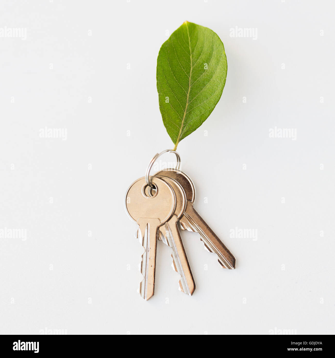 close up of house keys and green leaf Stock Photo - Alamy