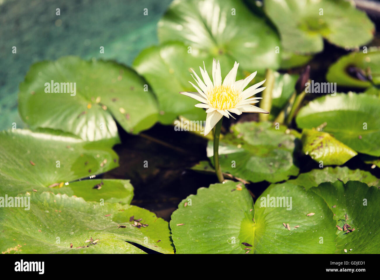 white water lily in pond Stock Photo - Alamy