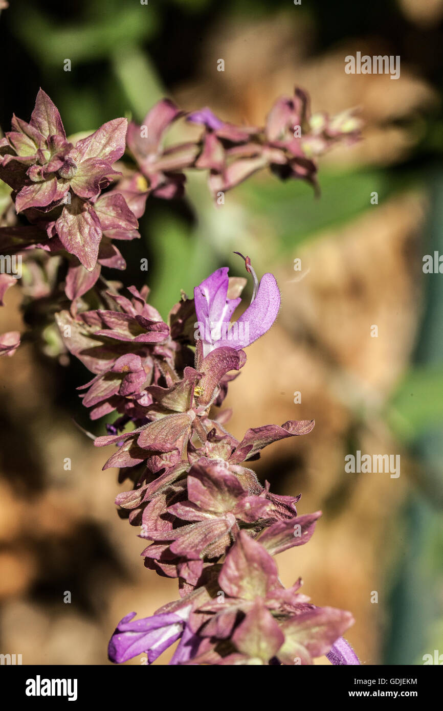 Salvia canariensis hi-res stock photography and images - Alamy