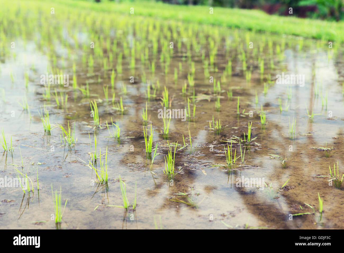 rice field at plantation in asia Stock Photo - Alamy
