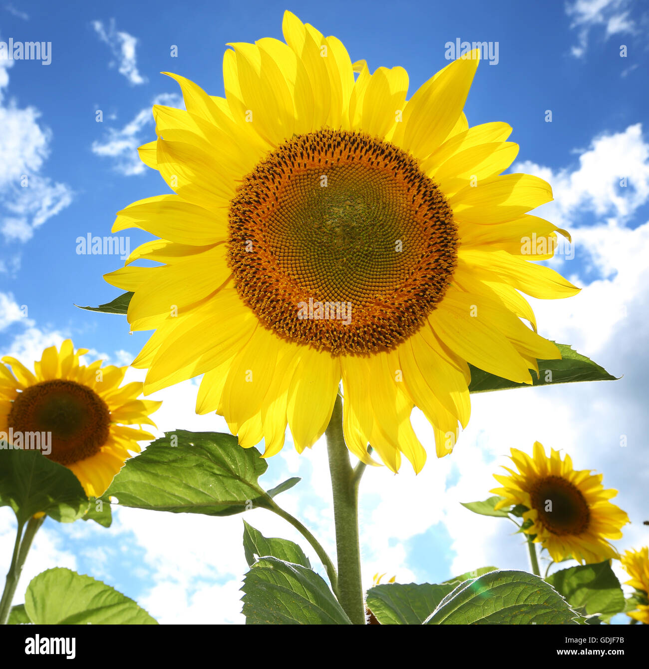 Bright picture of sunflowers in the field on the sunny day Stock Photo ...