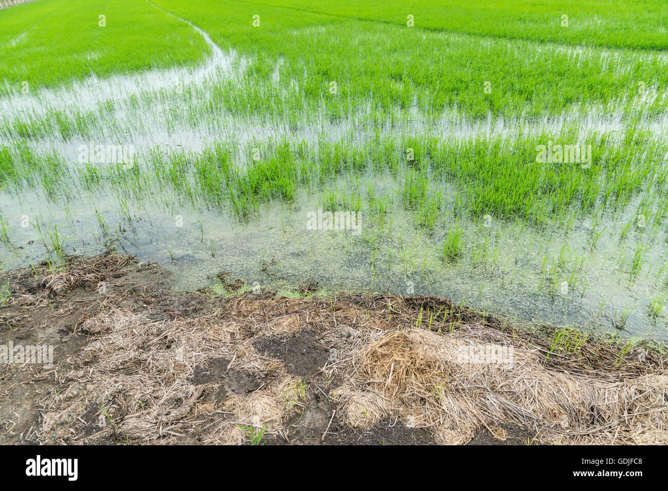 White rice field hi-res stock photography and images - Alamy