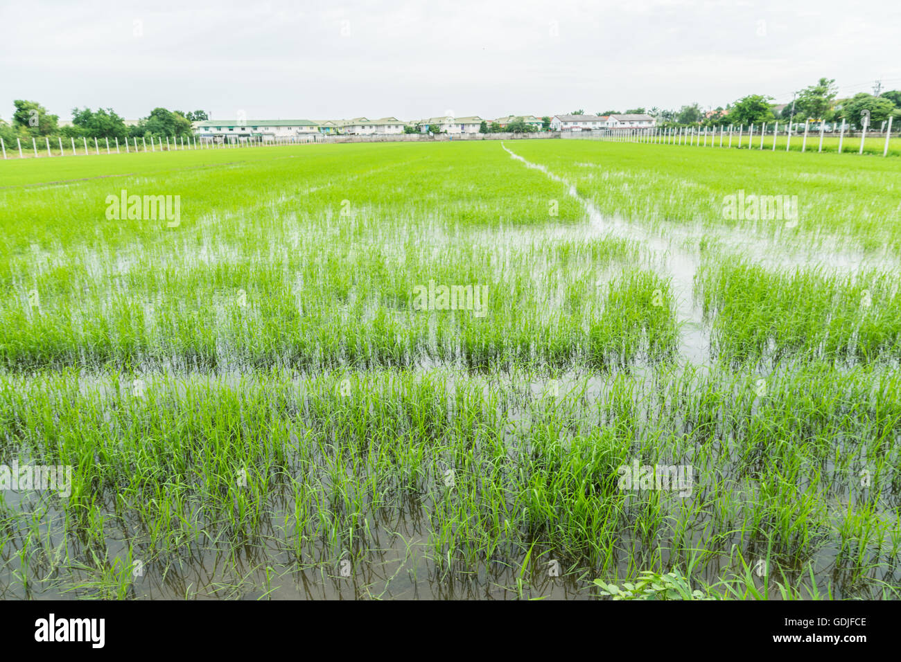 White rice field hi-res stock photography and images - Alamy