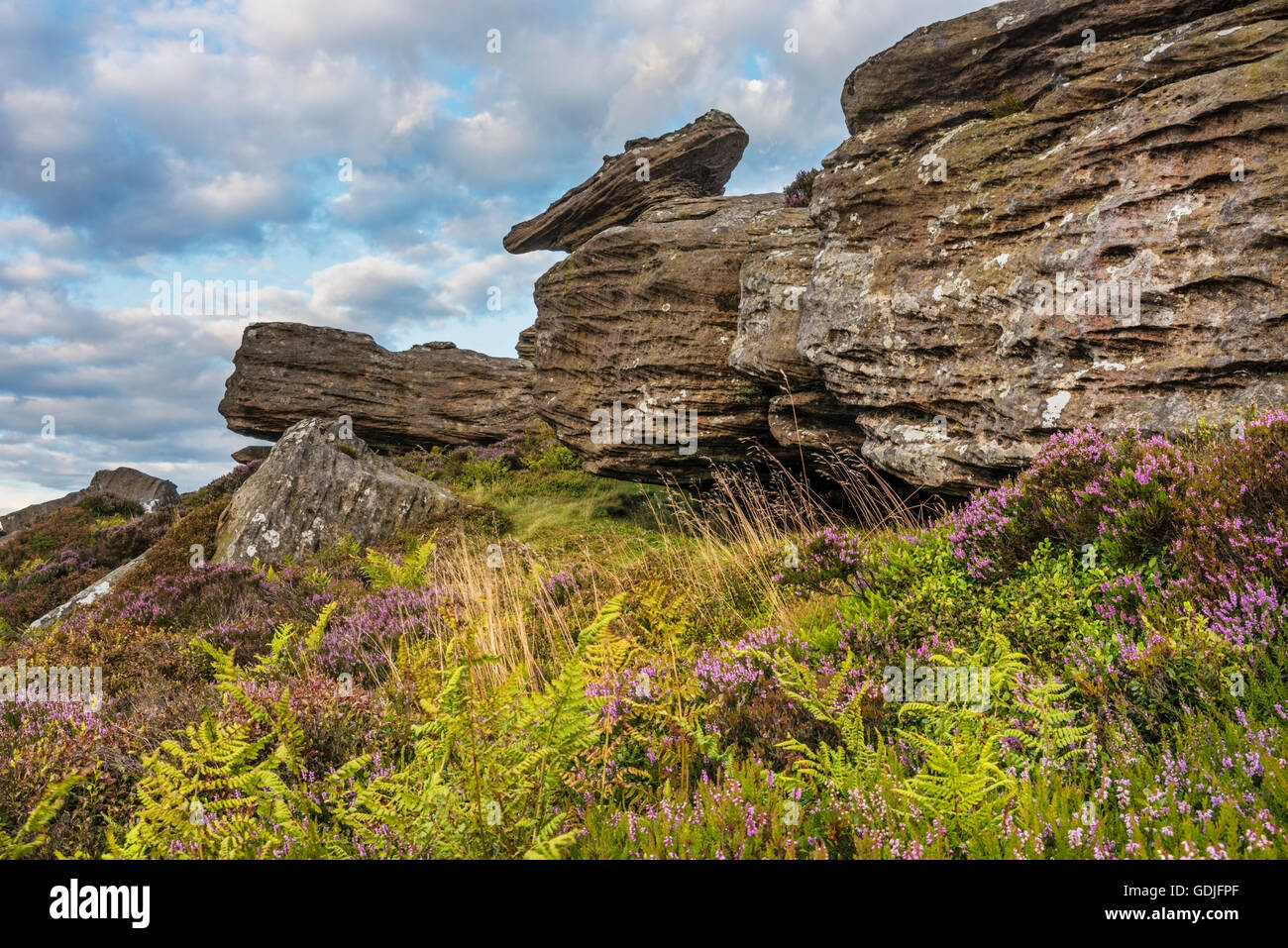 Summer heather on the slopes of Dove Crag at Simonside near Rothbury ...