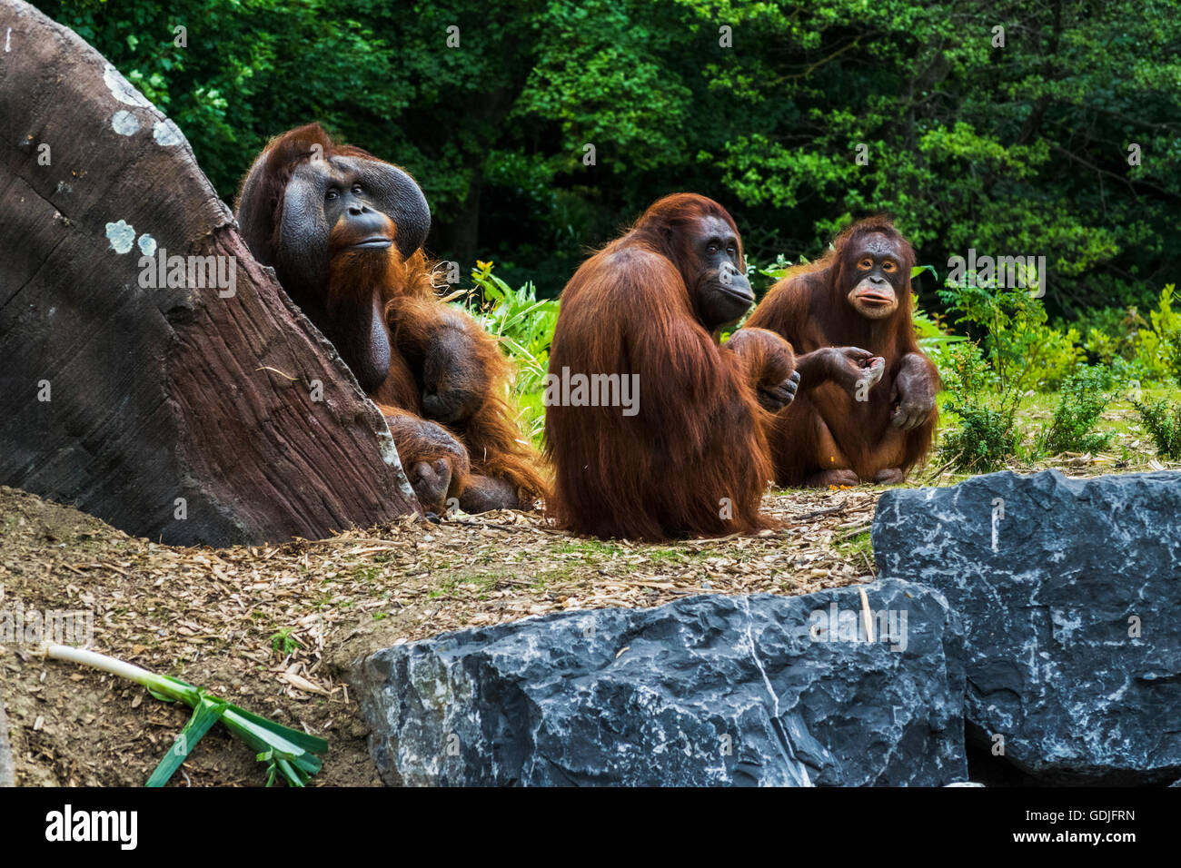 Meeting monkeys hi-res stock photography and images - Alamy