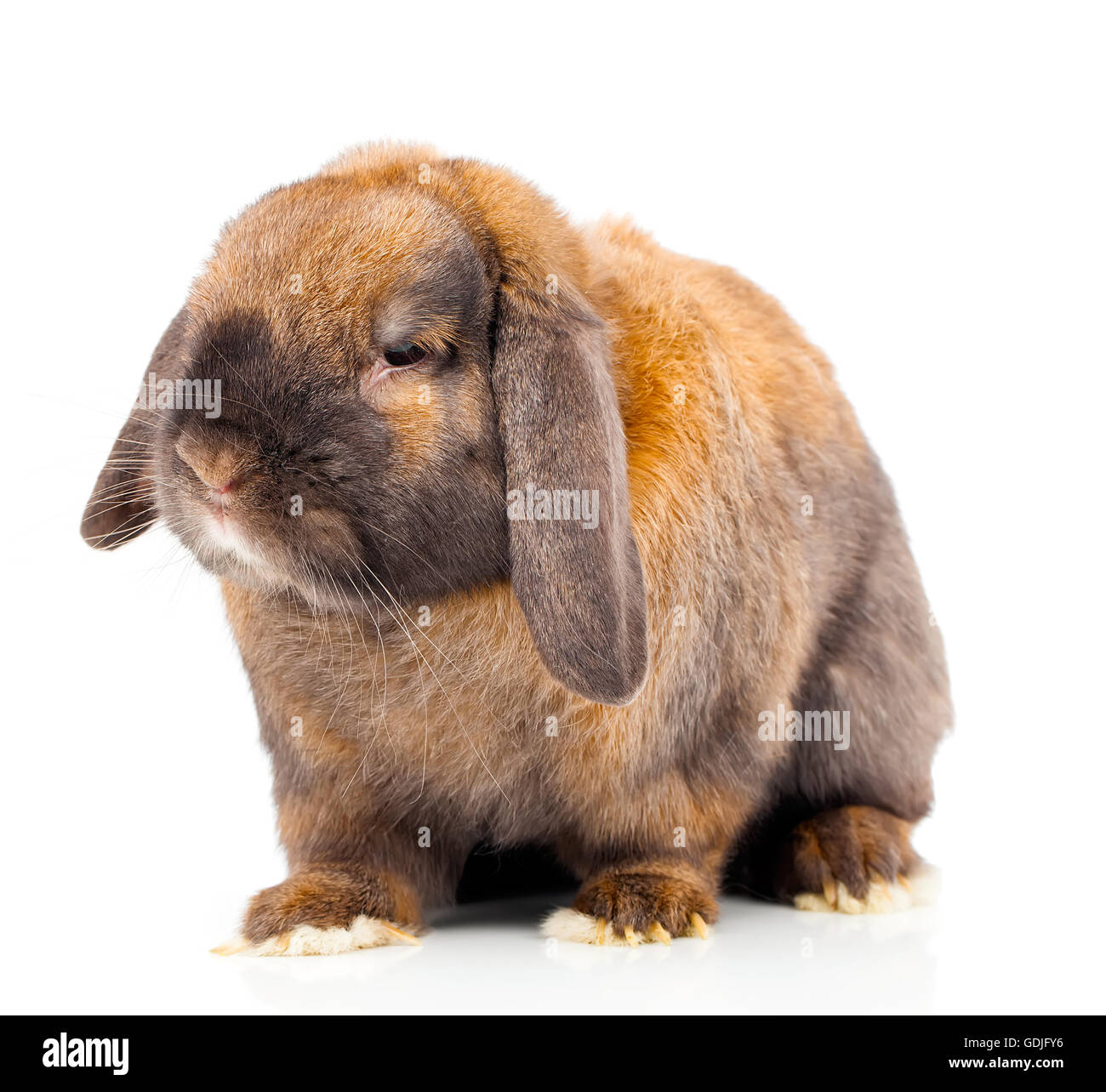 Brown rabbit hi-res stock photography and images - Alamy