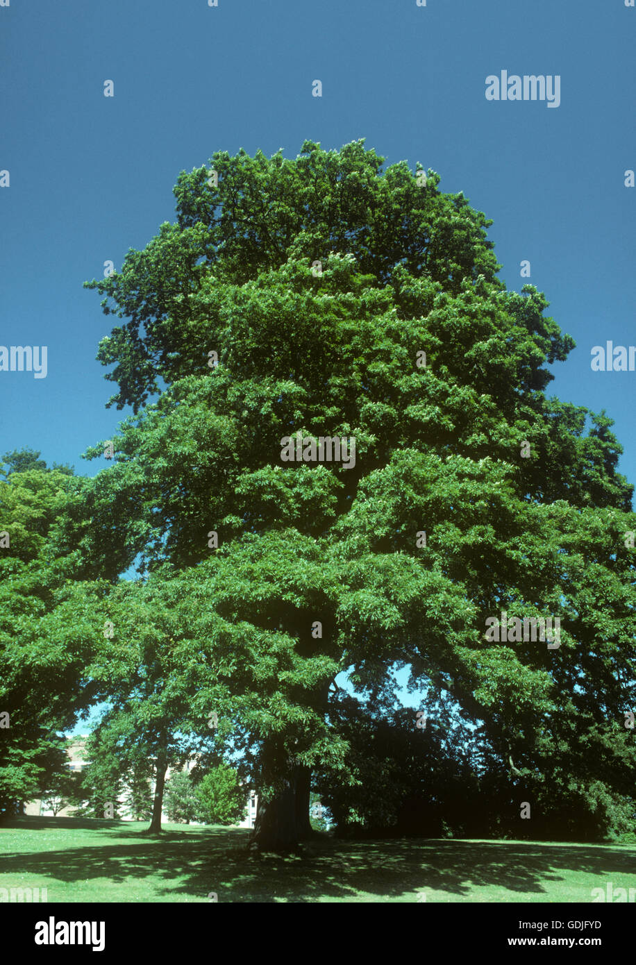 Turkey oak tree hi-res stock photography and images - Alamy